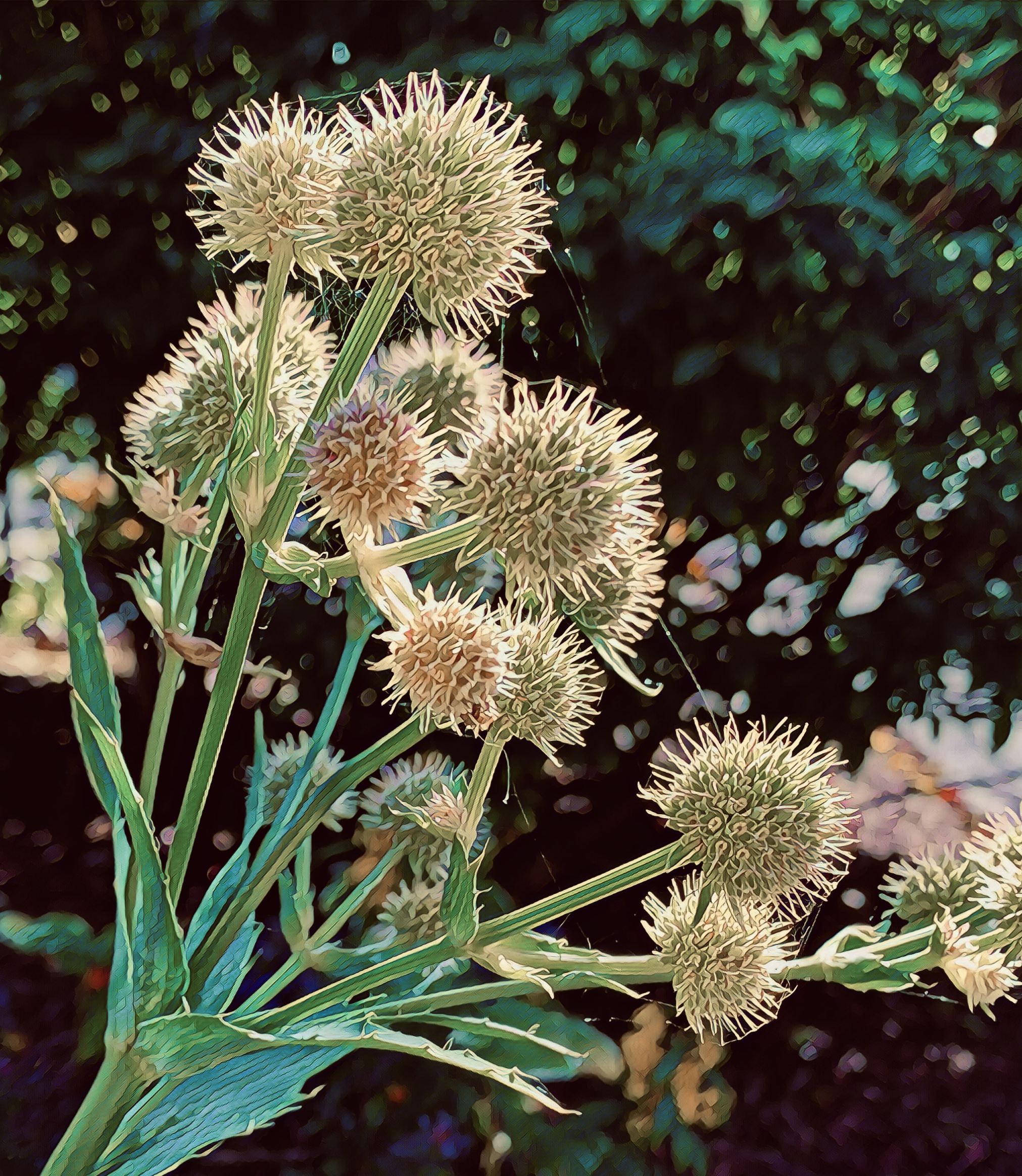 Botany – NC Master Naturalists